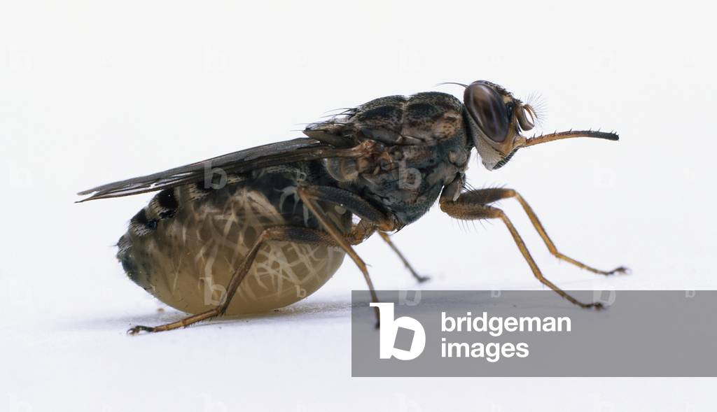 Image of Tsetse Fly (Glossina morsitans), side view