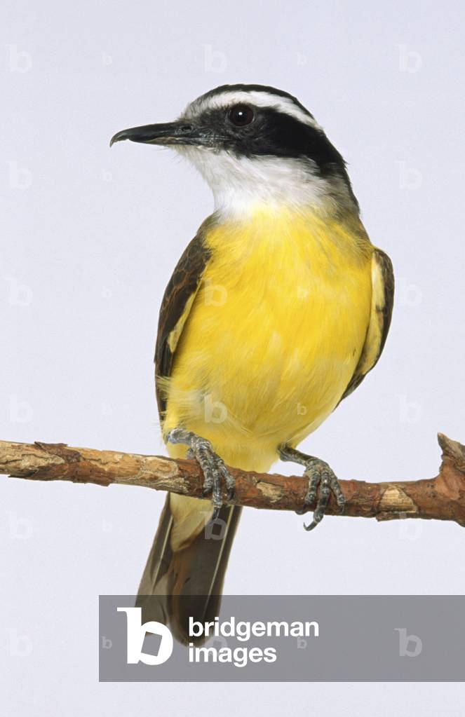 Image of Front view of a Lesser Kiskadee perched on a branch