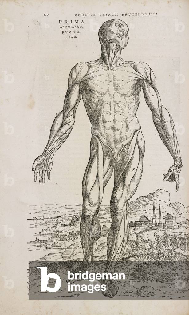 Image of Muscles Front view of the superficial muscles of the male