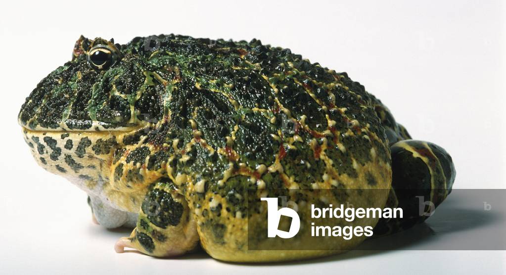 Image of Ornate Horned Toad (Ceratophrys ornata), bumpy green frog ...