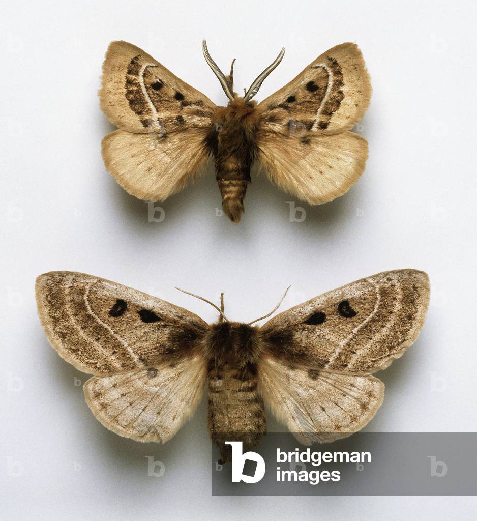 Image of Eyespot Anthelid (Anthela ocellata), mounted male (top) and ...