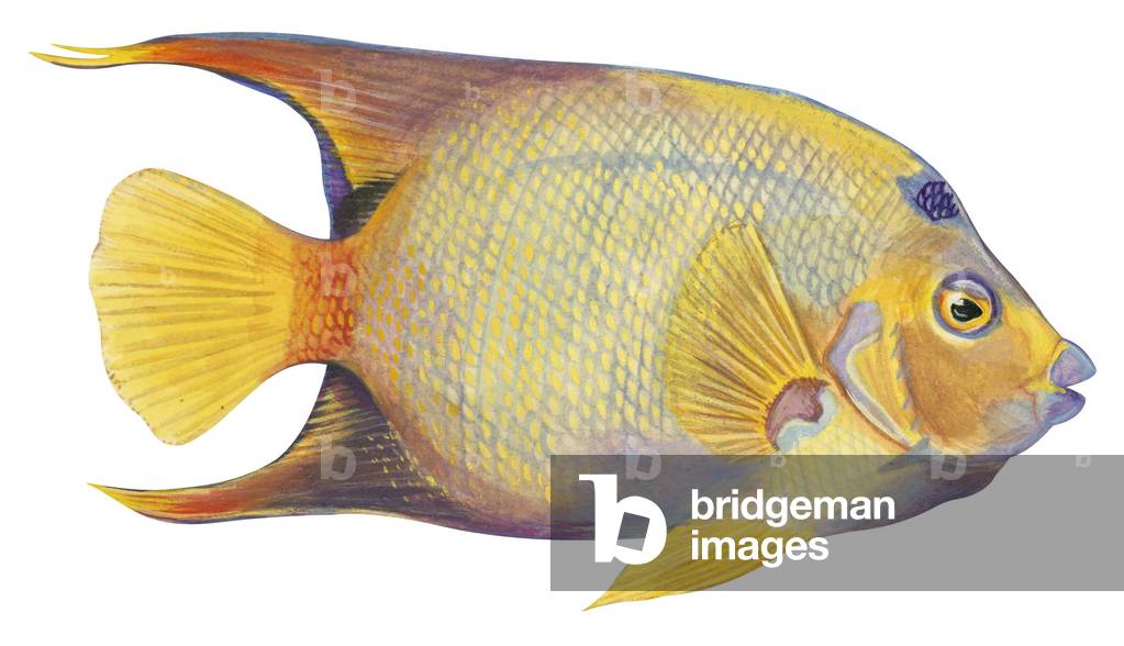 Image of Poisson ange royal - Angelfish (Holacanthus ciliaris)