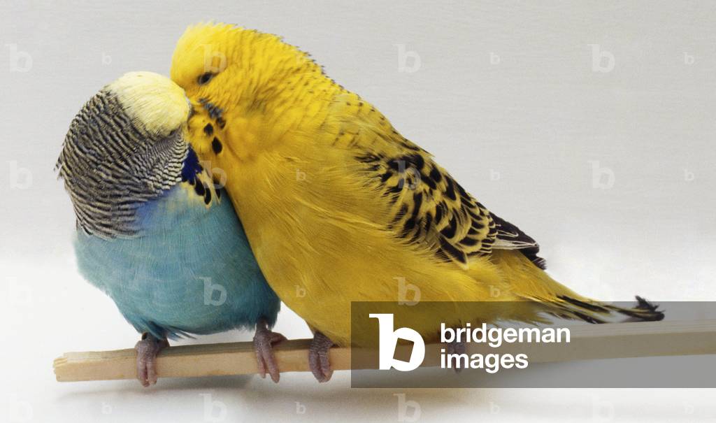 Parrocchetto Giallo E Blu Giallo E Blu Pappagallino Ondulato