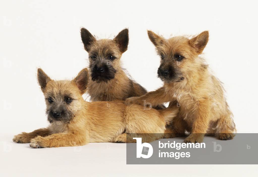 Image of Three tan Puppies (Canis familiaris) huddled together, two ...