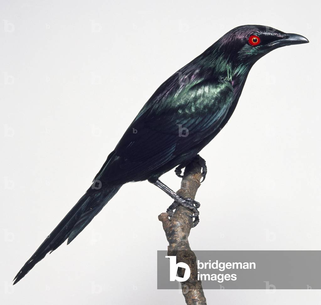 Image of Side view of a male Long-Tailed Starling with head in