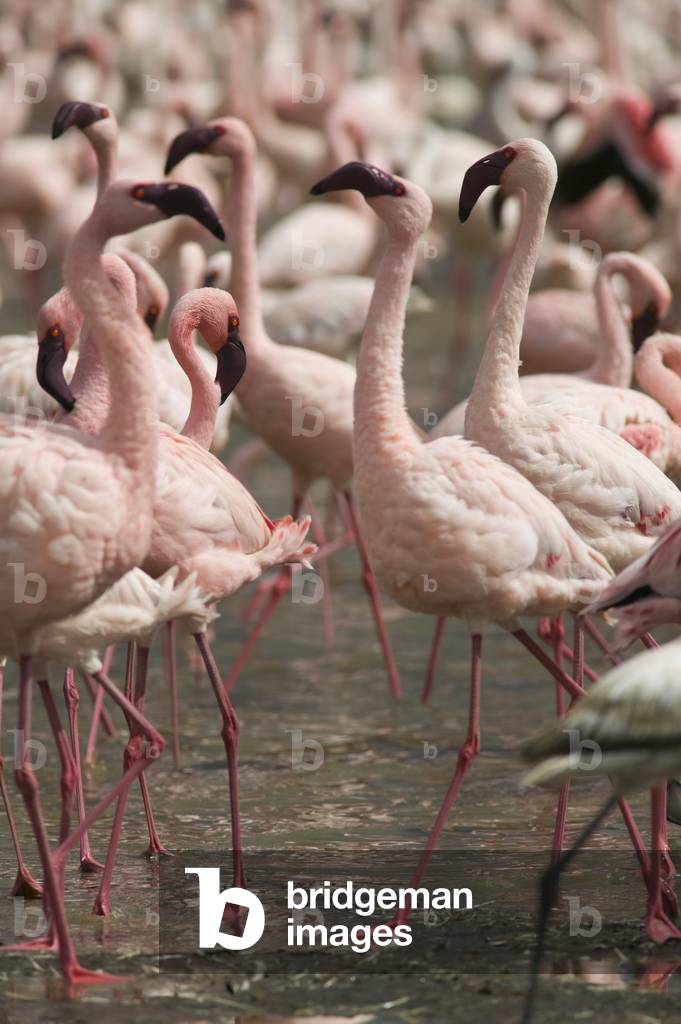 Image of Kenya, Rift Valley, Lake Nakuru National Park, Cormorant Point ...