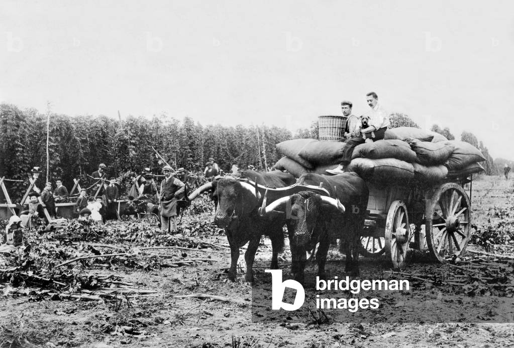 Image of United Kingdom : Collecting the Hops From The Pickers in
