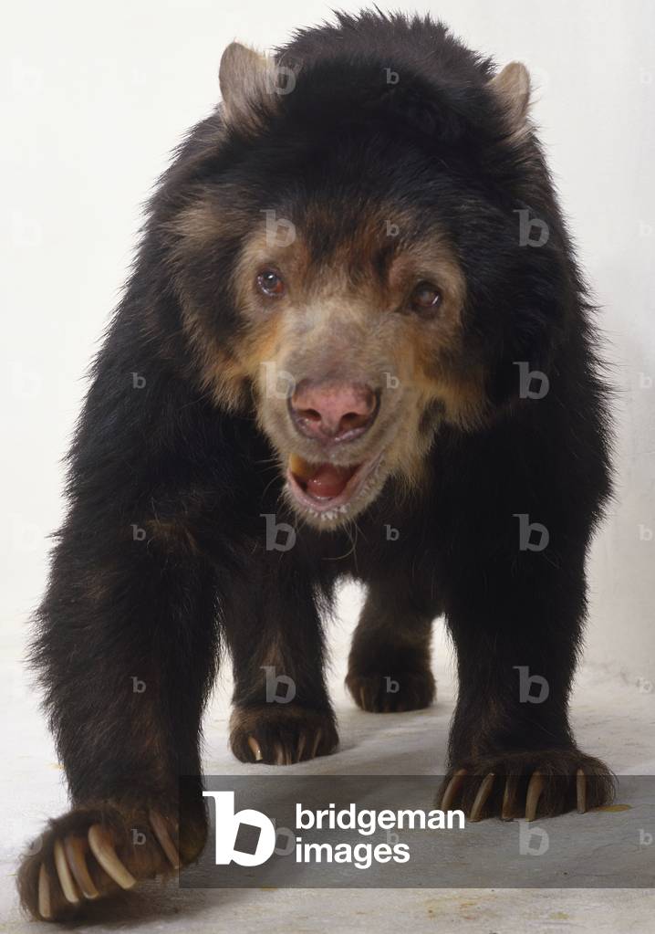 Image of Spectacled Bear,Tremarctos ornatus, cub viewed from the front ...