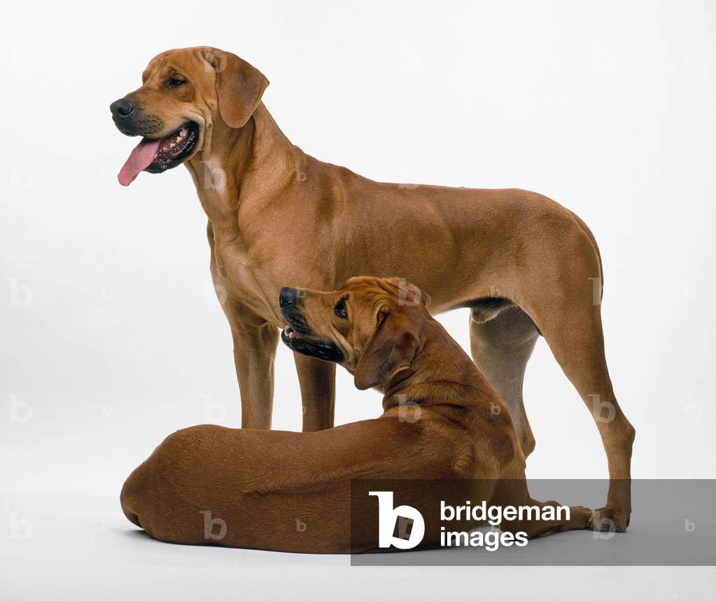 Image of Two Rhodesian Ridgebacks, one standing, the other lying down