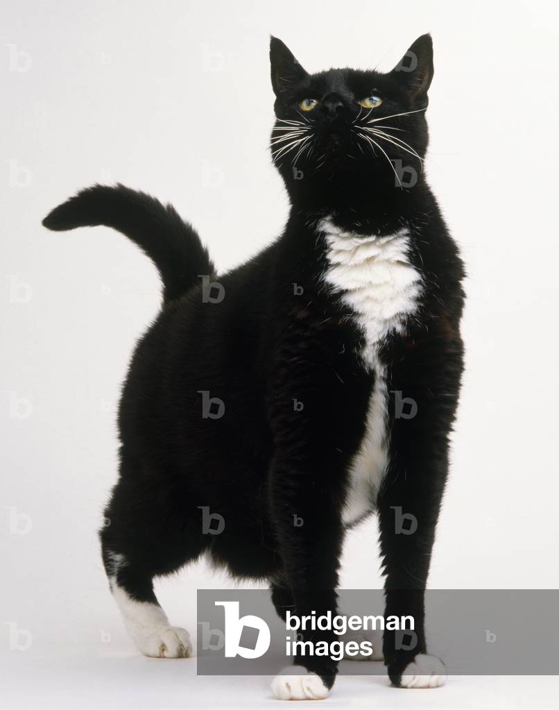 Cat Standing Front View