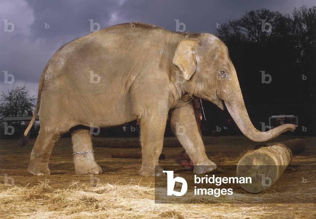 Image of Elephas maximus, elephant, side view of adult pushing a log