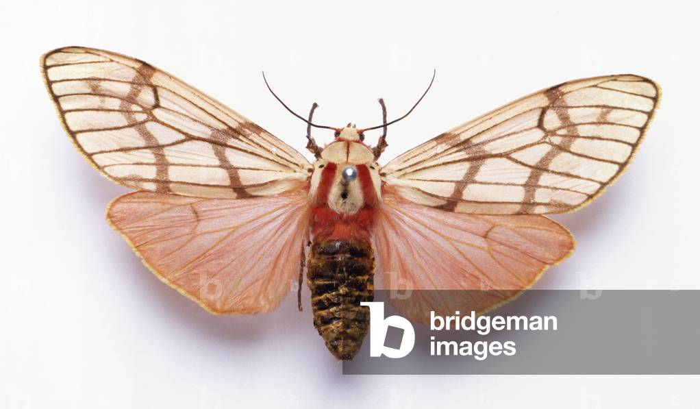 Image of Teracotona euprepia, veined tiger, mounted female moth with ...