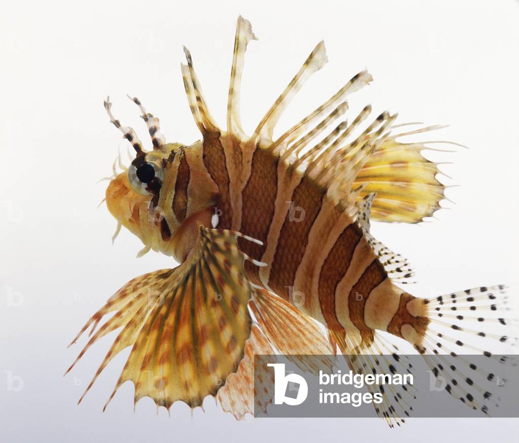 Image of LIONFISH - SIDE VIEW