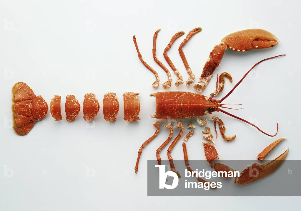 Image of Abdomen section of Lobster (photo)