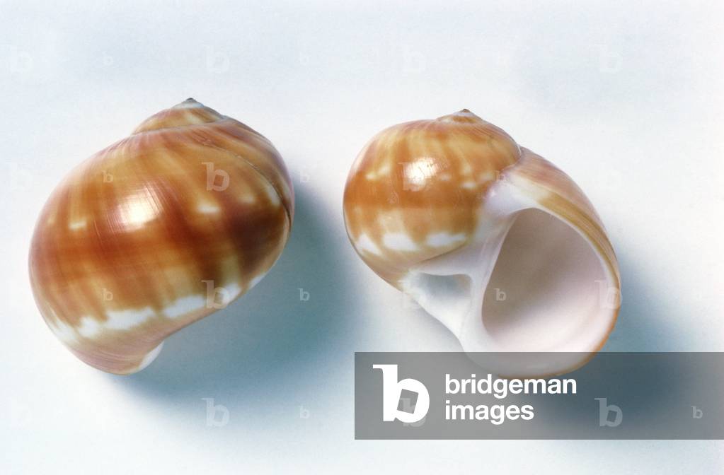 Image of Starry moon shell (Natica stellata), shells of sea snail