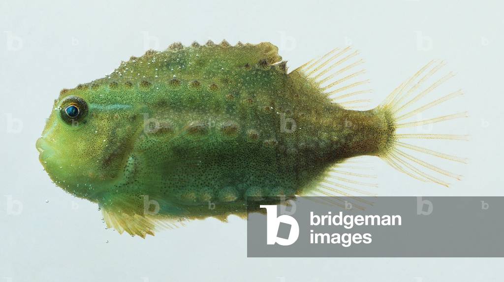 Image of Green, juvenile Lumpsucker (Cyclopterus lumpus), side view (photo)