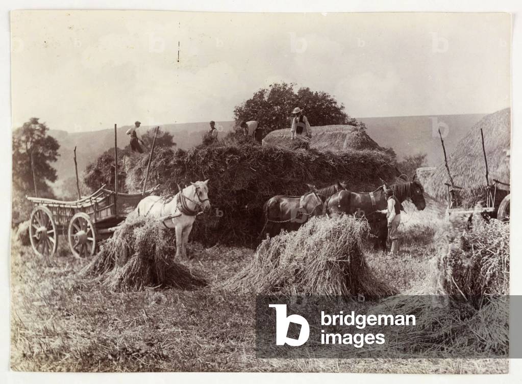 Image of Farming Scenes, Harvesting & Storage, Pre-1900 Harvest, c 1890