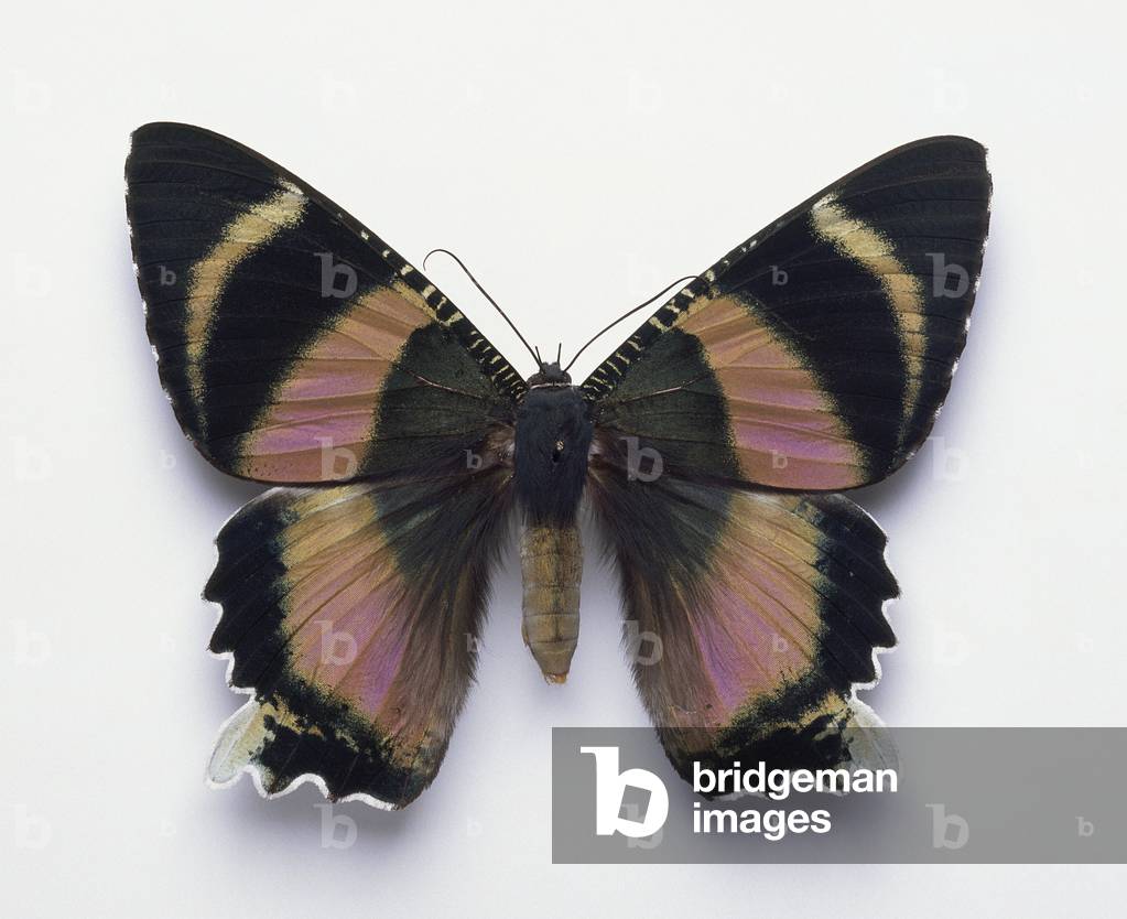 Zodiac moth 60 photos - Astrologytoyou.com