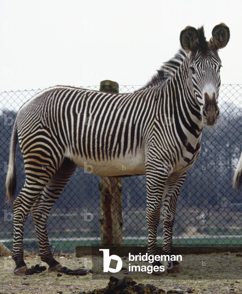Image of Equus grevyi, two Grevy's zebras, narrow closely-spaced black ...