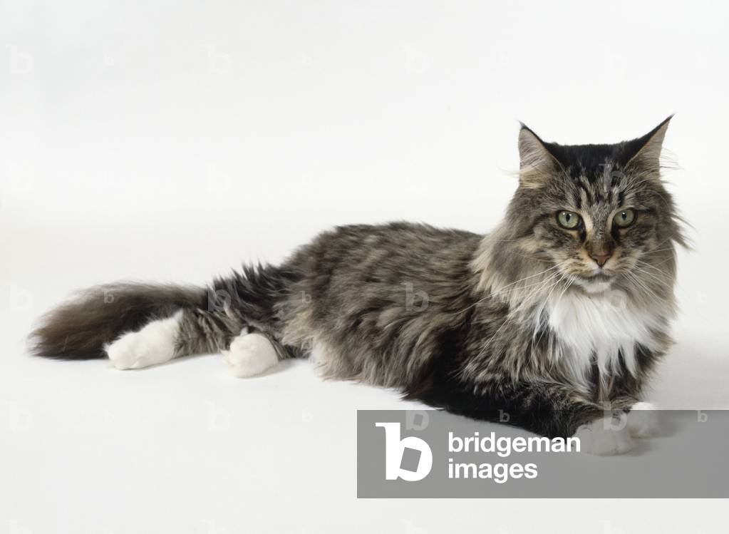 Image of Brown Tabby and White cat with 'M'-shaped tabby marking on