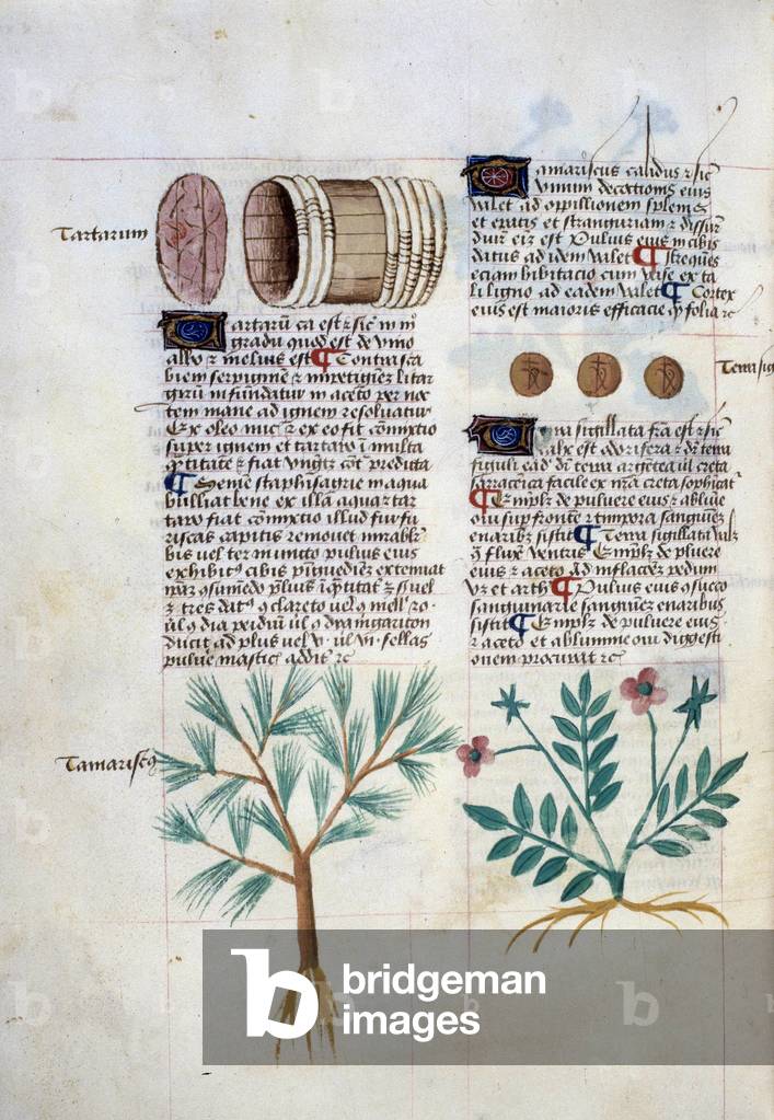 Image of Description of medicinal plants and how to prepare them ...