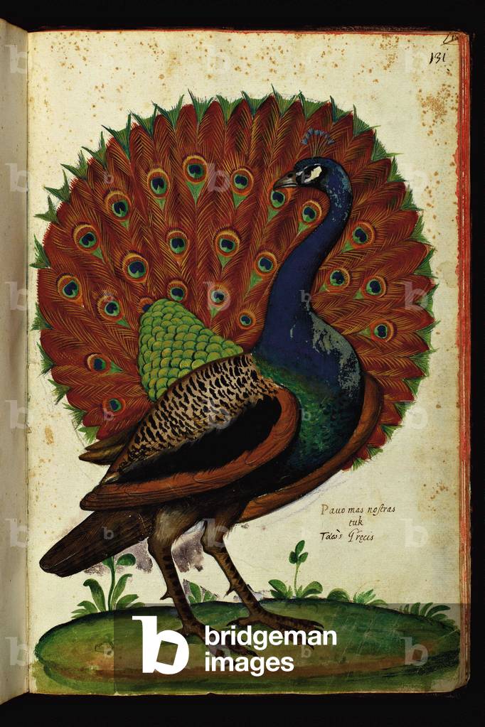 Image of Representation of a peacock. Illustrated chart of a manuscript of