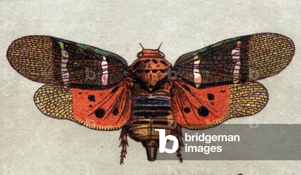 Image of Entomology: representation of a cicada with nine spots ...