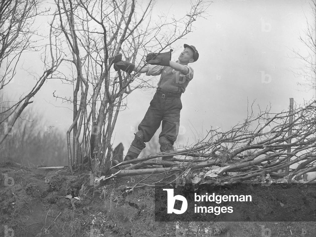 Image of Hedgelayer bending branch for hedge in Longsleddale, 1930s-60s ...