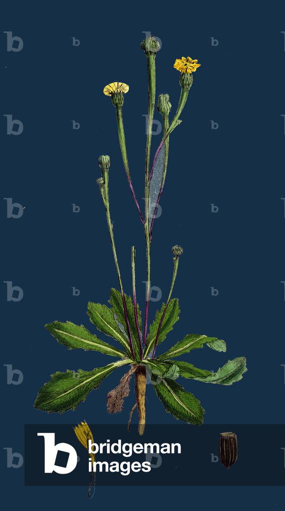 Image of Chenopodium Botryoides; Many-Clustered Goosefoot