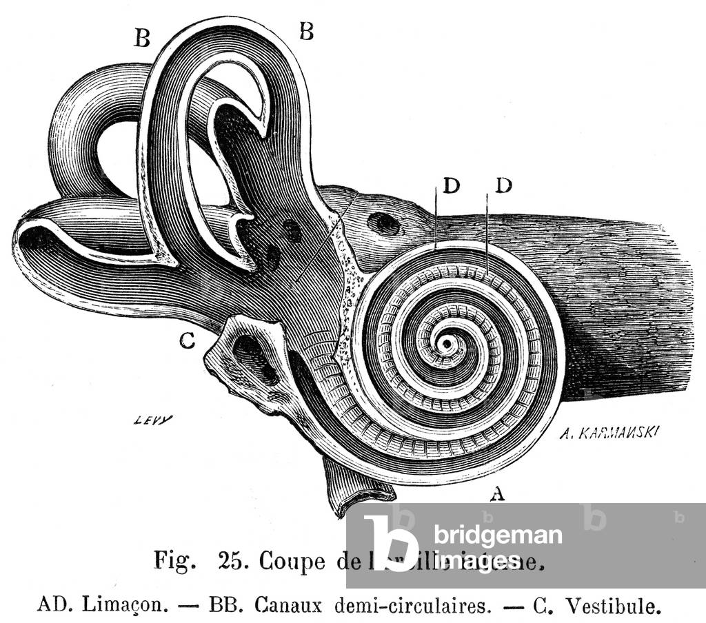 Disegno Dell'orecchio