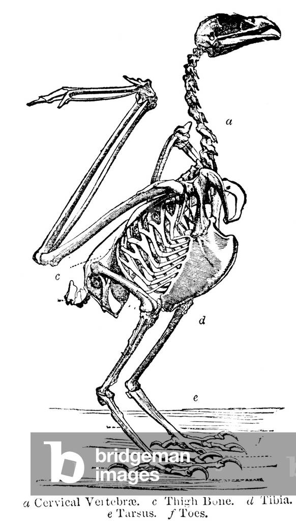 Scheletro Di Uccello Scheletro Di Uccello Dodo Scultura