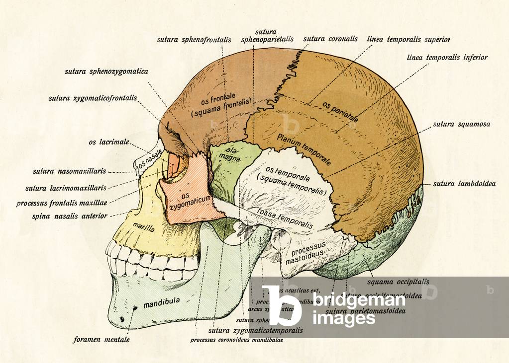 Image of Lateral Diagram of the Bones of the Human Skull, 1906 by ...