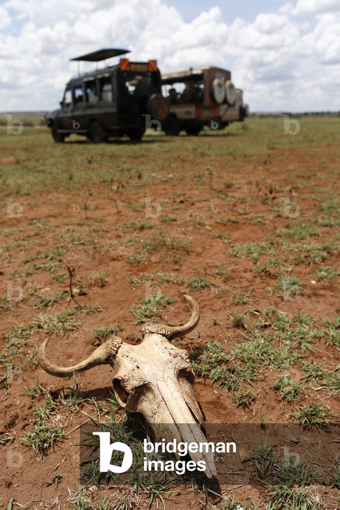Image of Toyota Land Cruiser safari vehicle, Skull animal, Masai Mara ...