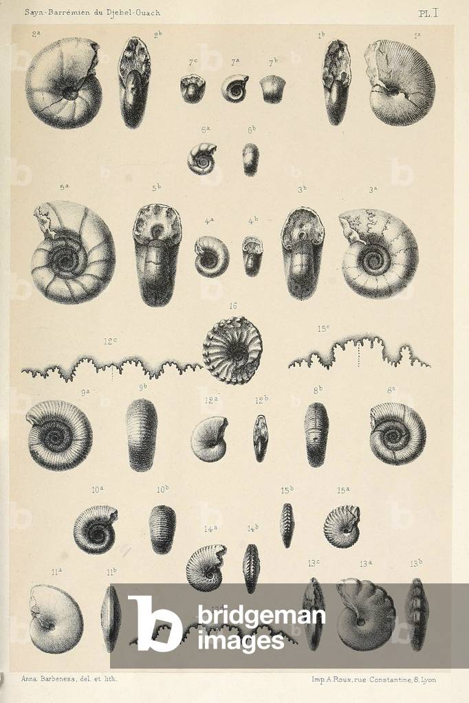 Image of FOSSILS: AMMONITES Various ammonites found at Djebel Ouasch ...