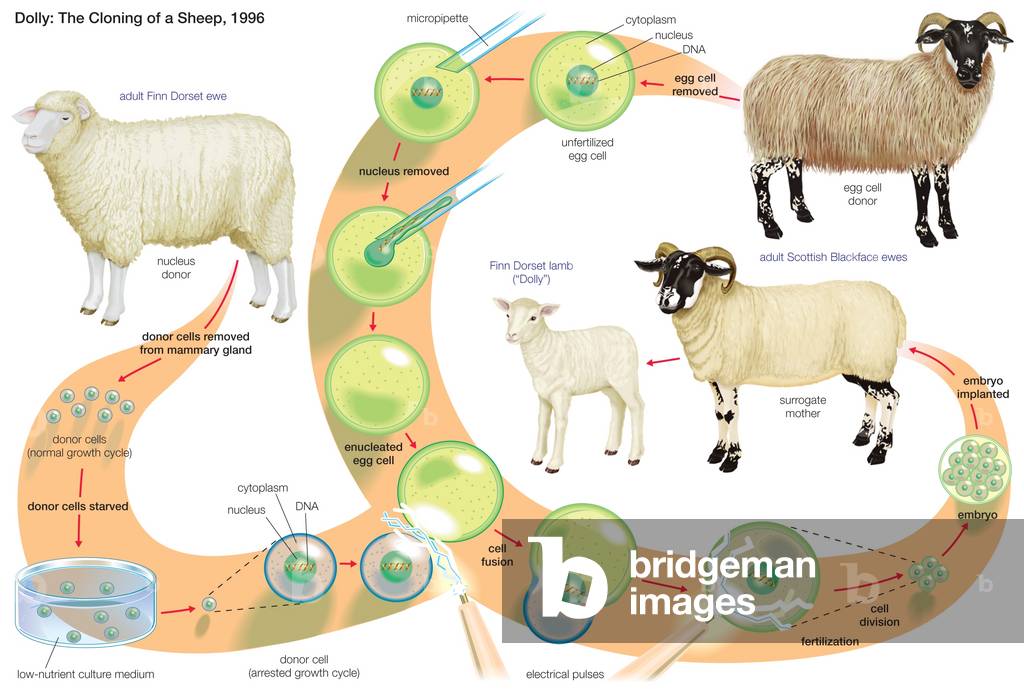 Image of The process through which Dolly, a female Finn Dorset sheep,