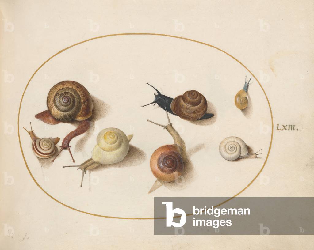 Image of Escargot, c.1575-80 (aquarelle et gouache) by Hoefnagel, Joris ...