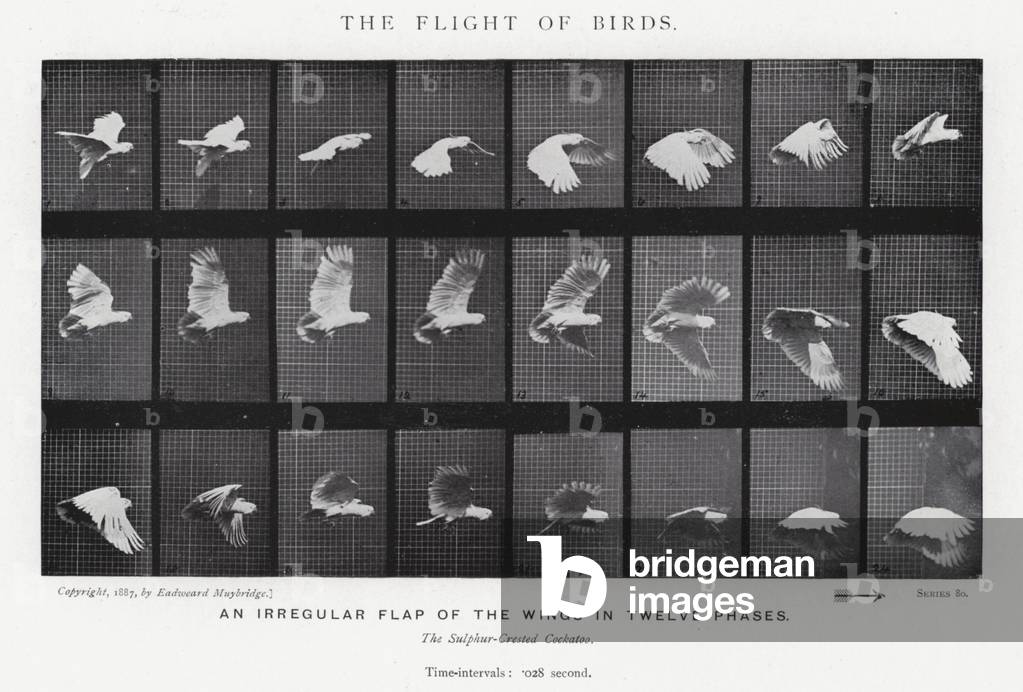 Eadweard Muybridge Bird