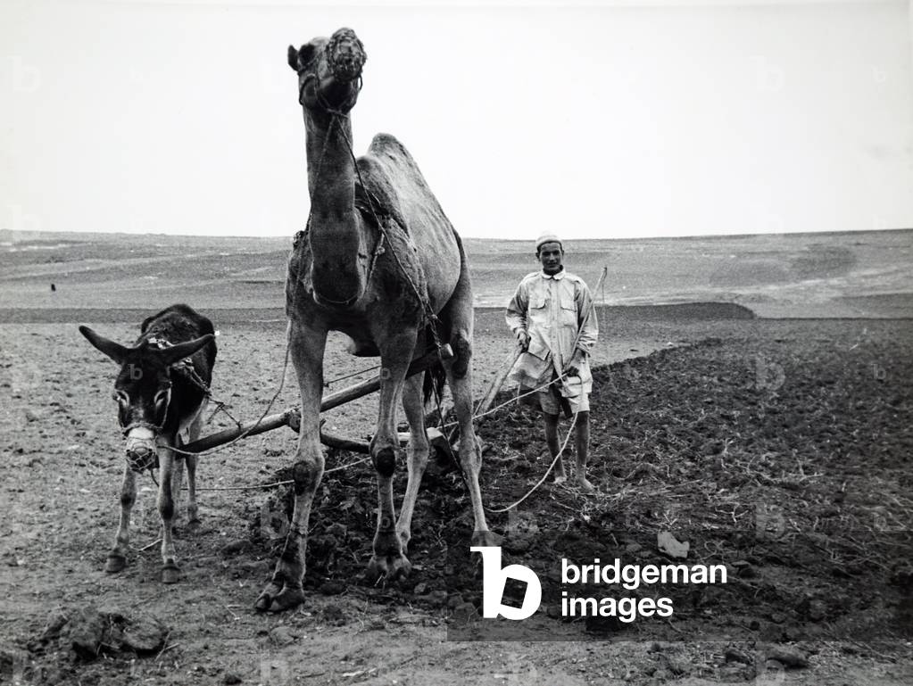 Image of Traditional Moroccan agricultural methods using a camel to ...