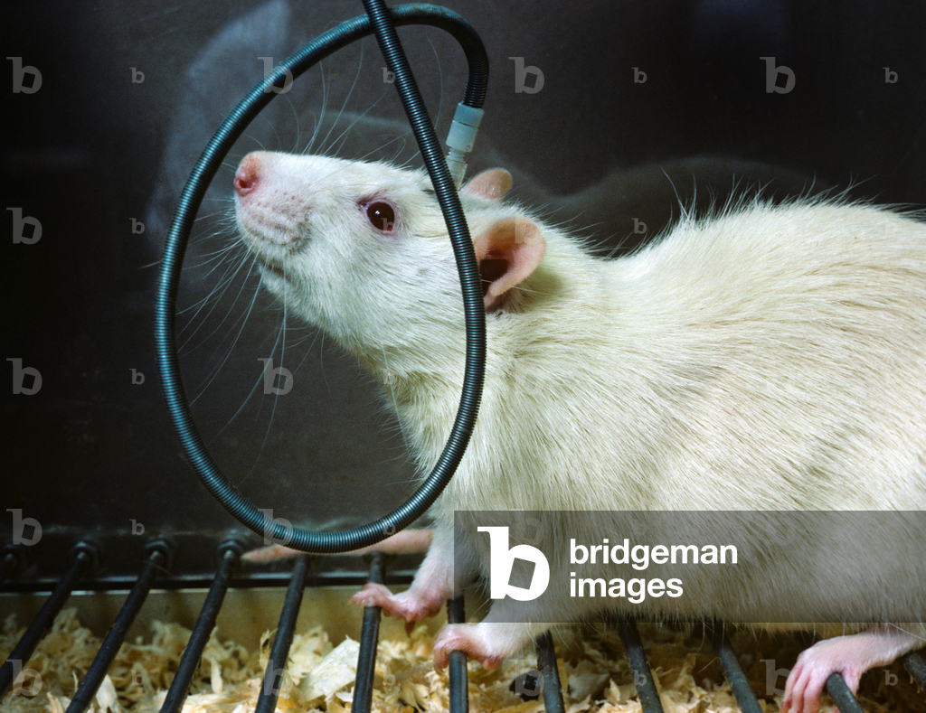Image of White rat with electrode implanted in its head in a by Benn ...
