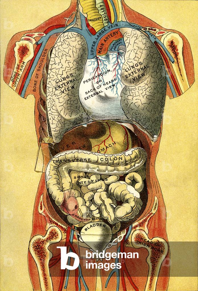 Image of Anatomical chart, torso from 1905
