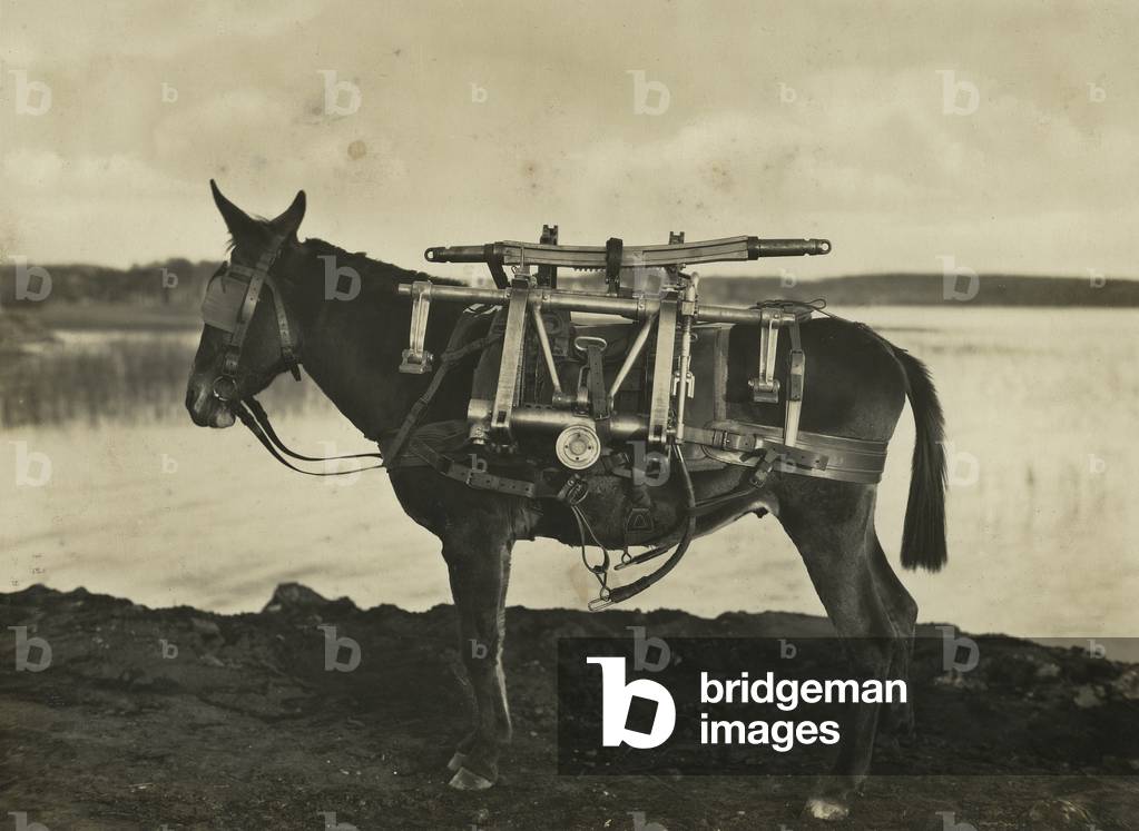 Image of 7.5cm 1930 Model Bofors Mountain gun carried by a mule, by ...