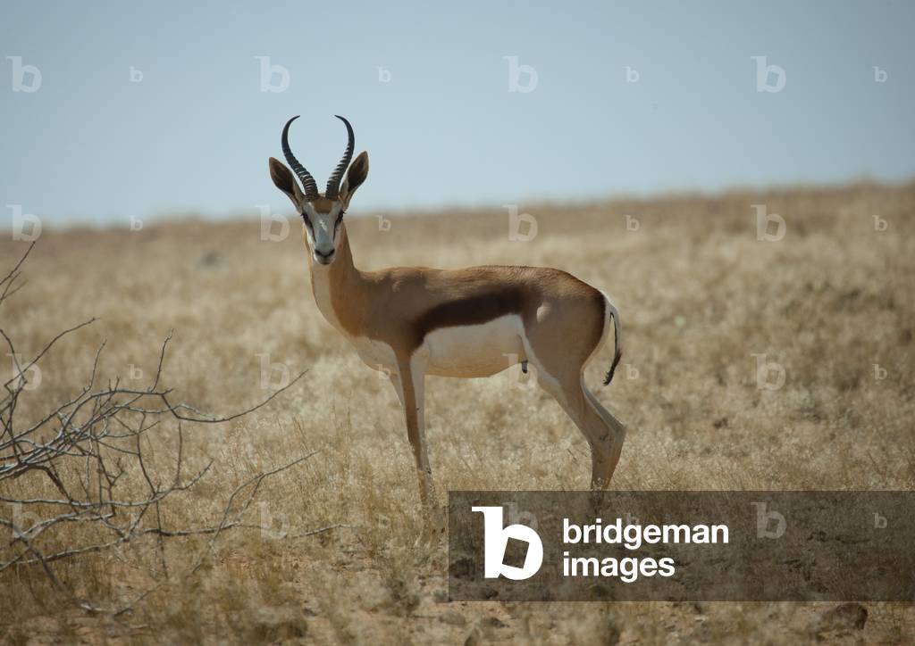 Image of Springbok in the Namib Desert, Angola, Africa (photo)