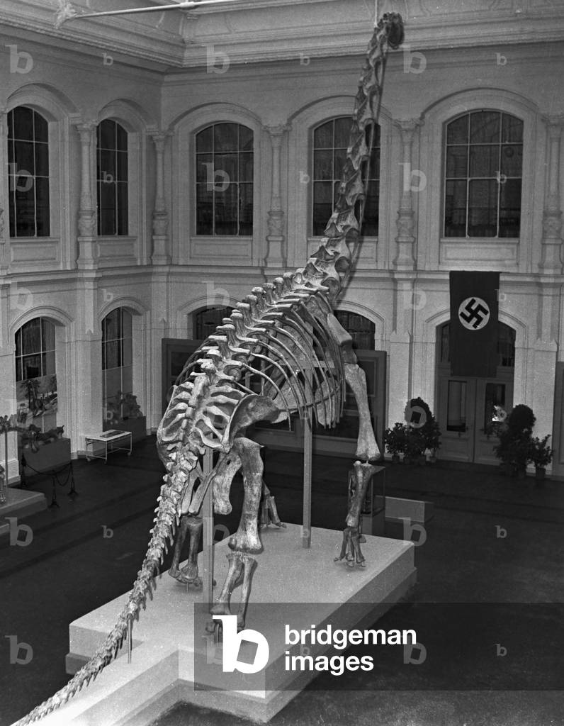Image of The 1937 reconstructed skeleton of a Brachiosaurus brancai at ...