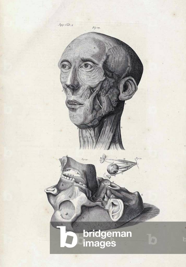 Image of The Anatomy of Human Bodies, 1698 (engraving)
