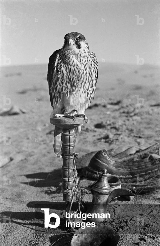 Portrait of a peregrine falcon belonging to Sheikh Zayed bin Sultan Al ...