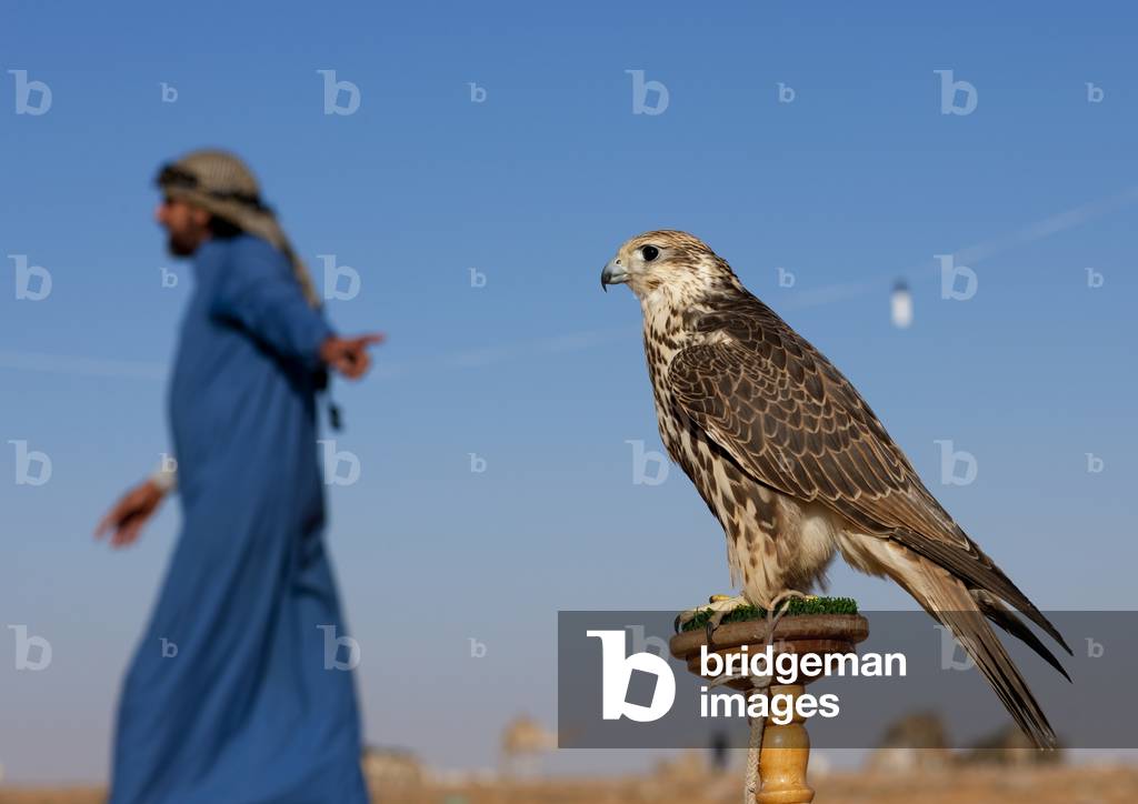 Image of Falconry in Sakakah Area, Saudi Arabia (photo)