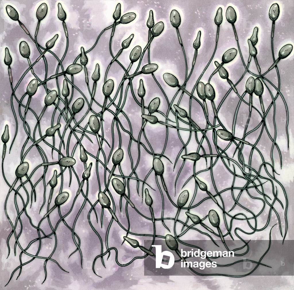 Image of Spermatozoon. Drawing.