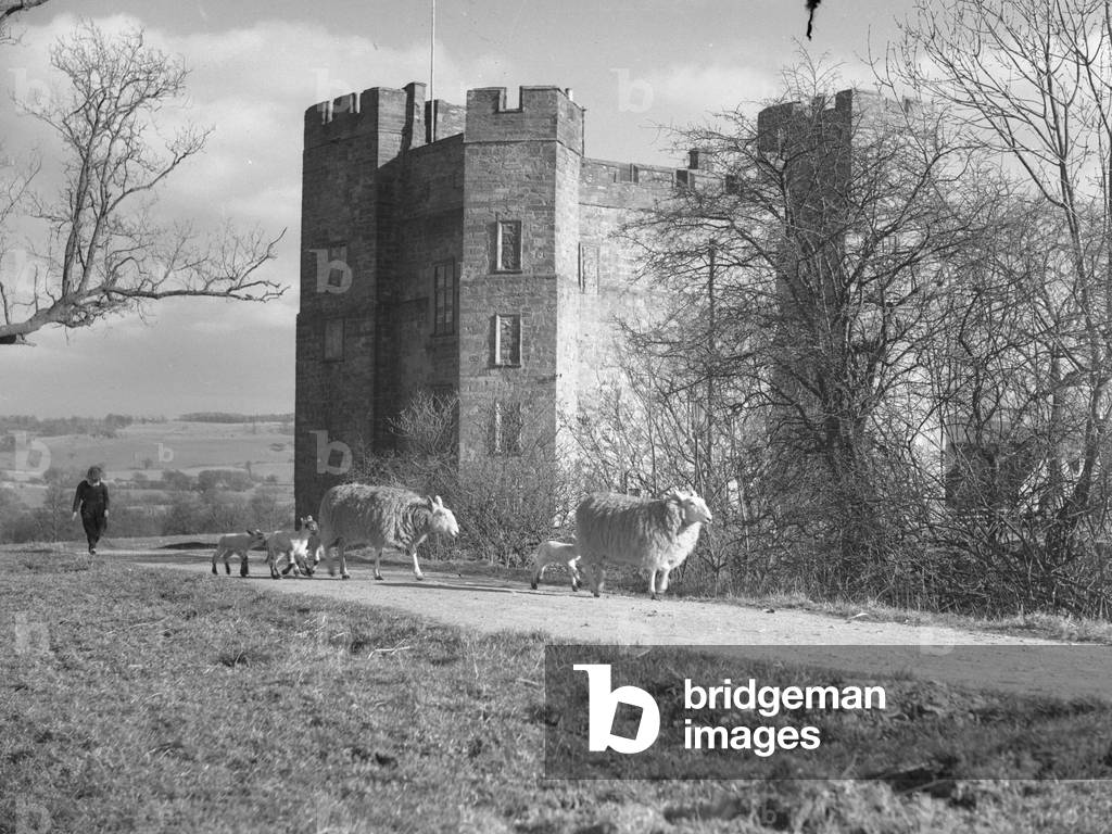 Image of A view of a young boy walking behind some sheep by Hardman ...