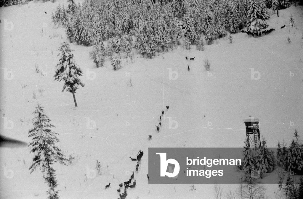 Image of "Hay airlift" for endangered wild animals in the Bavarian ...