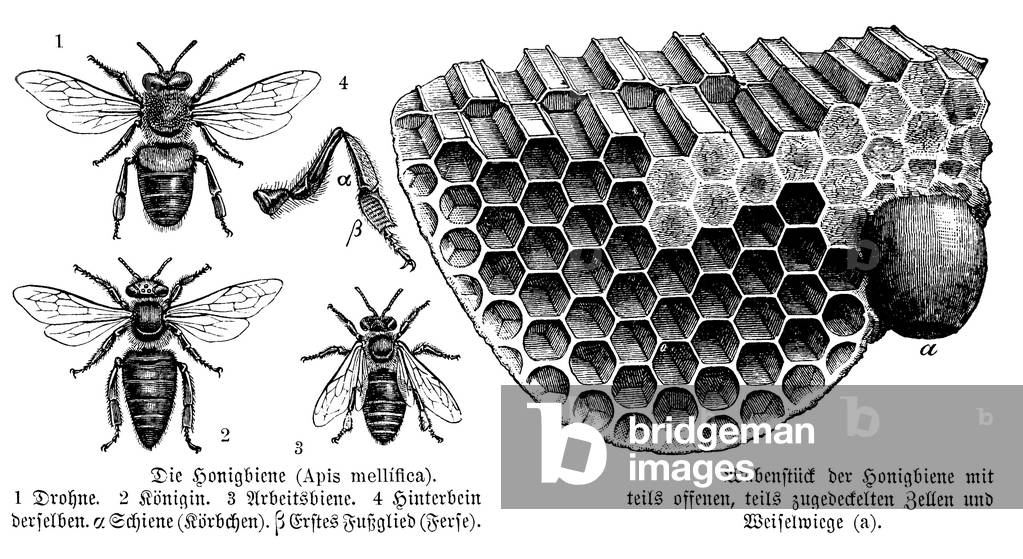 Abeille à Miel En Noir Et Blanc Abeille Gravure Apiculture Insecte